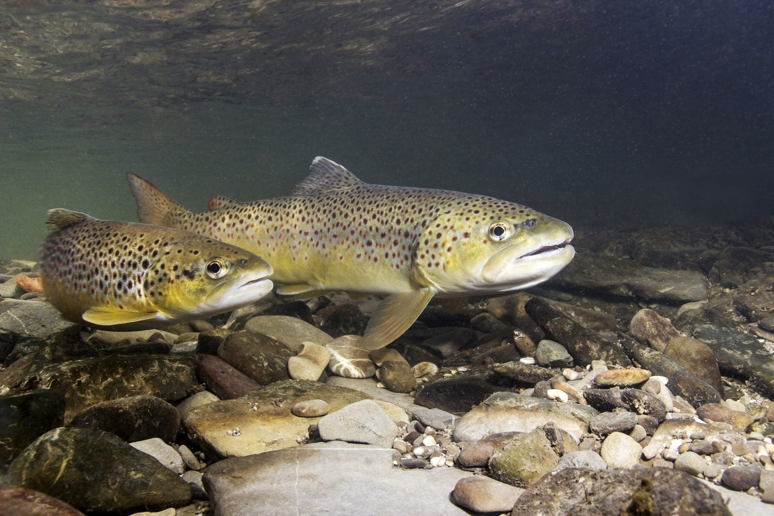 What Is A "Redd" And How To Recognize Them – The Fly Crate