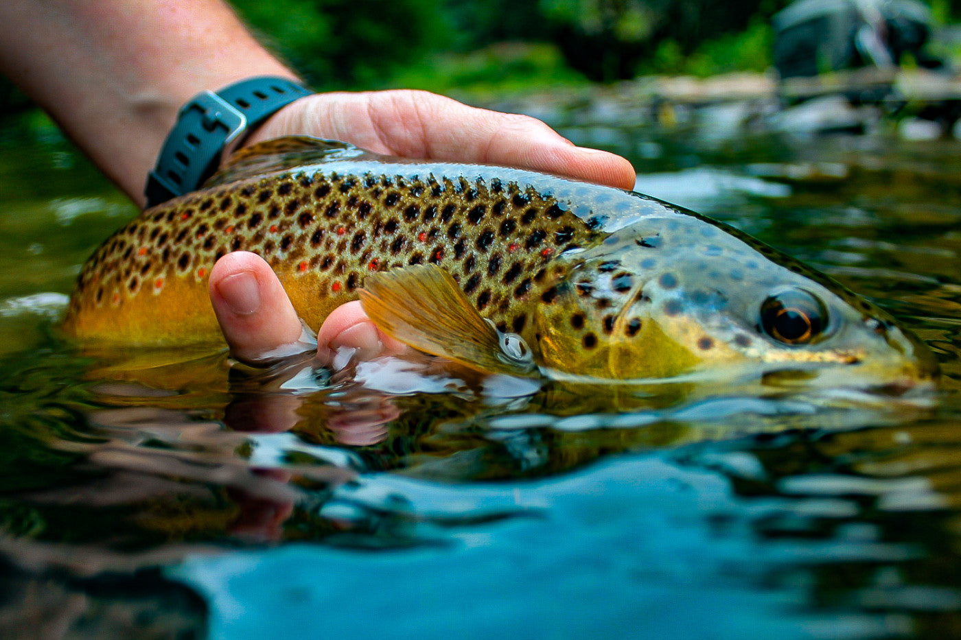 Best Spring Hatches and What Flies to Use – The Fly Crate