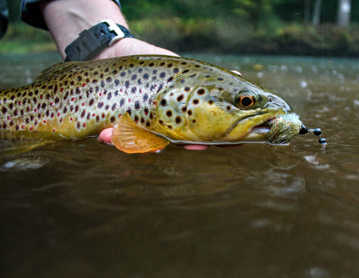 How To Strip-Setting for Bass and Trout With a Fly Rod – The Fly Crate