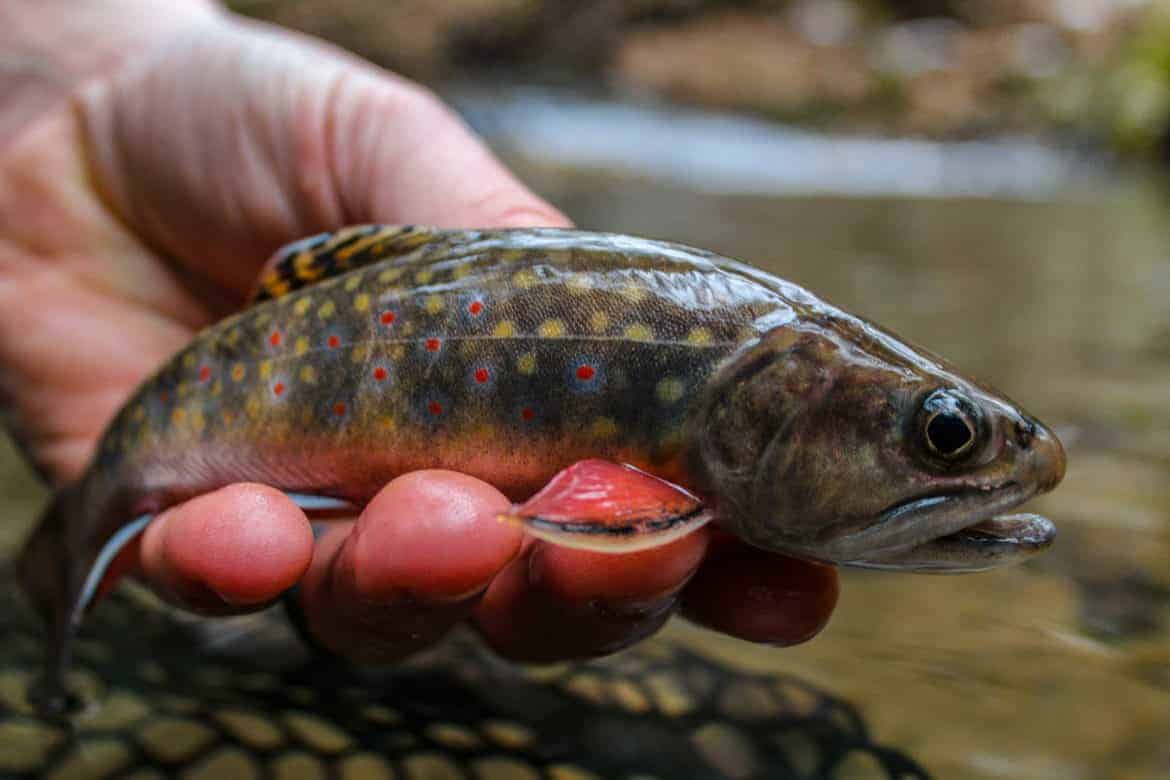 Essential Tactics And Tips For Small Stream Trout – The Fly Crate