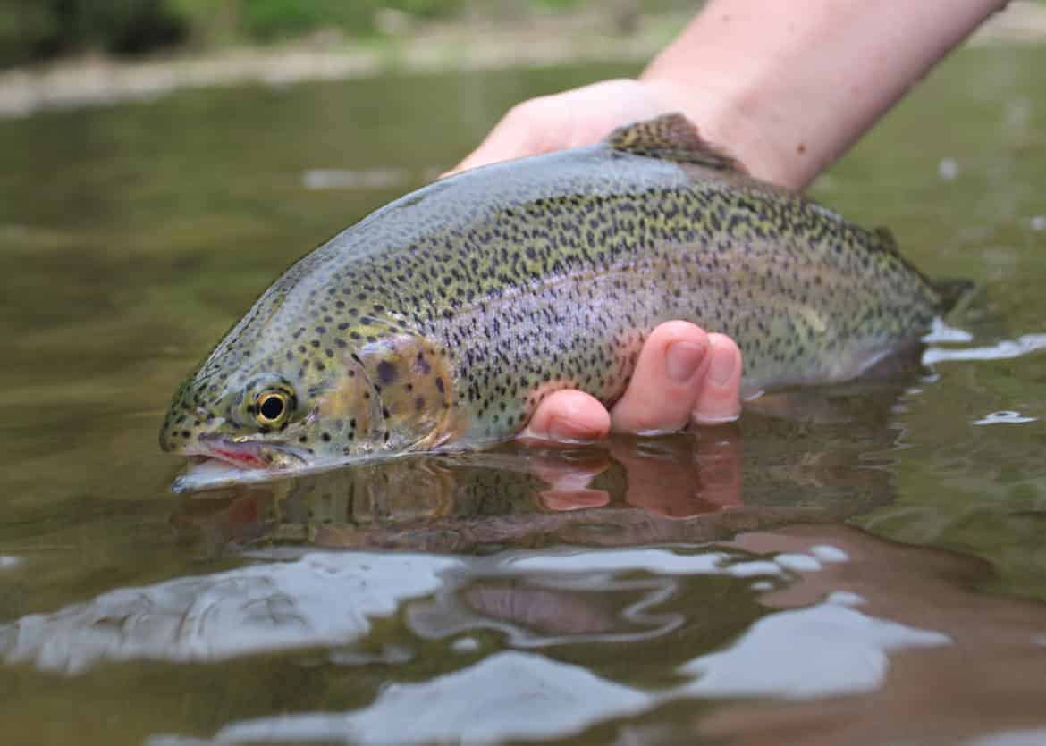 How To Handle Trout Safely With Catch And Release – The Fly Crate