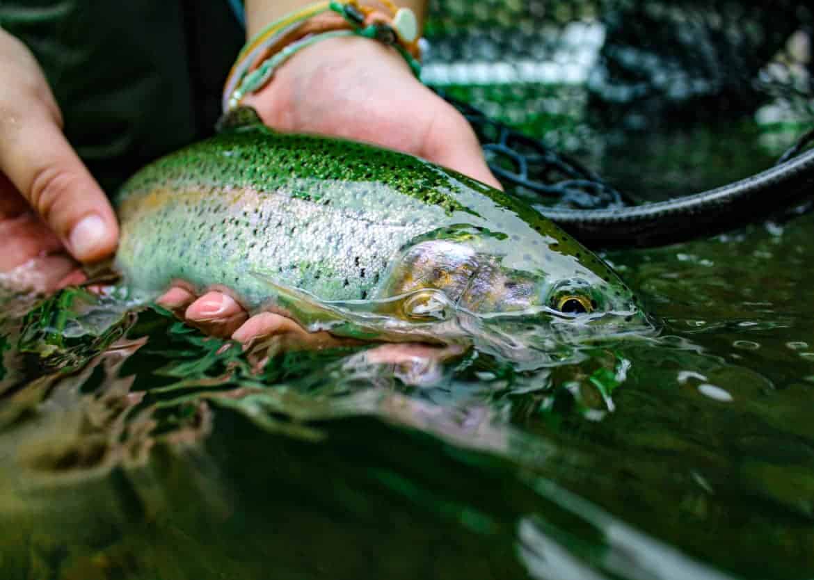 4 Great Fishing Spots for Summer Trout in Western Pennsylvania – The ...