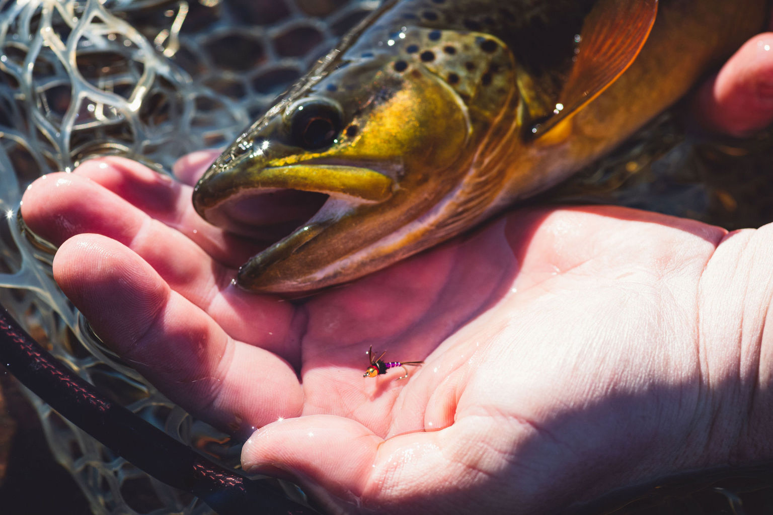 Fish With Motion: Getting More From Your Flies – The Fly Crate