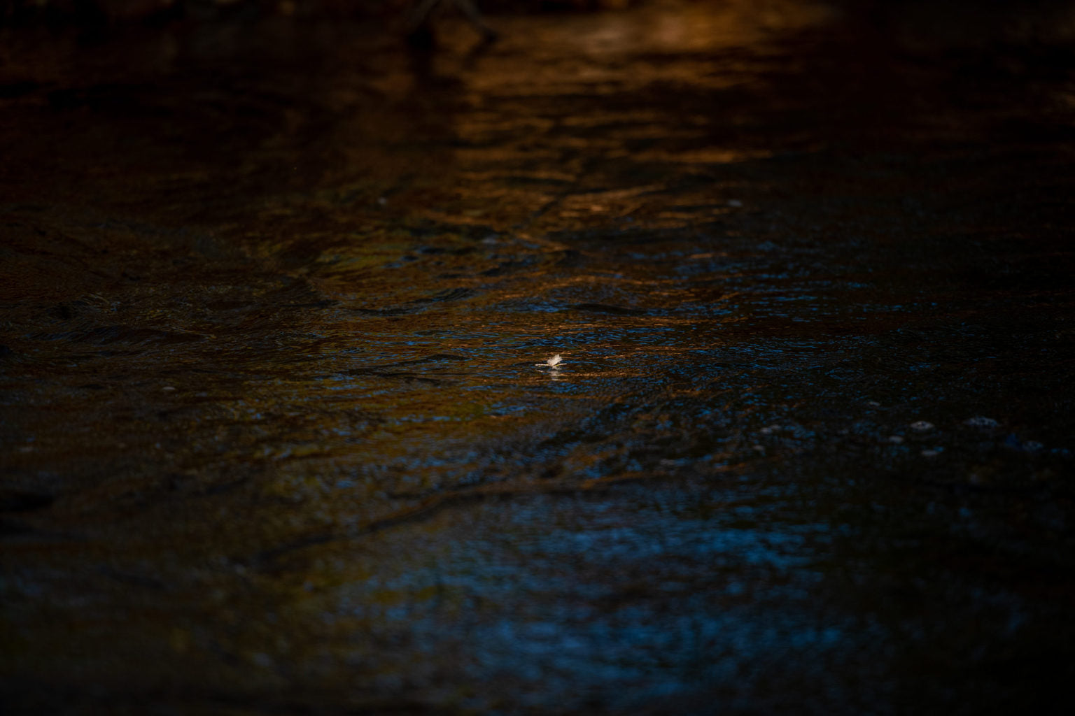 Is August For The Hopper Dropper Rigs? – The Fly Crate