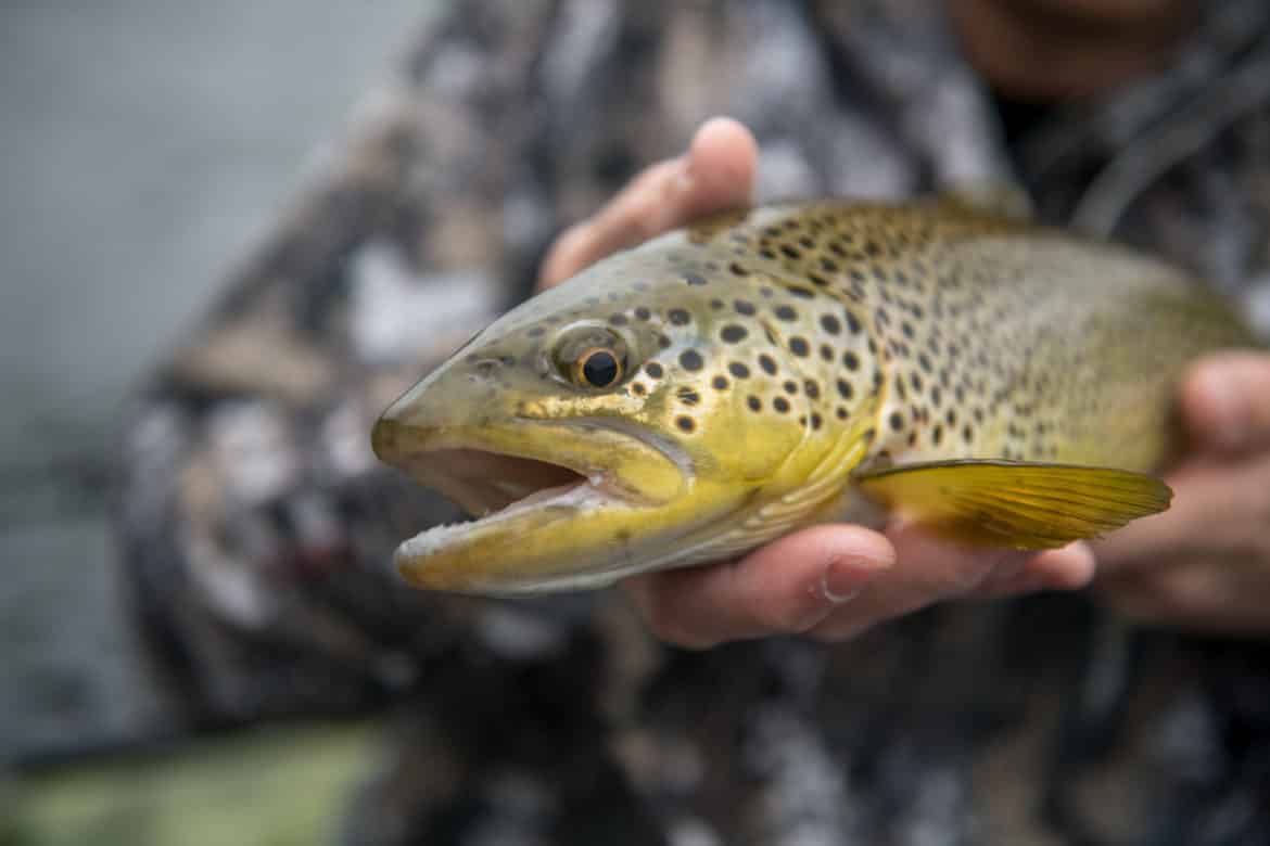 Proven Tips to Identify Bugs And Catch More Fish – The Fly Crate